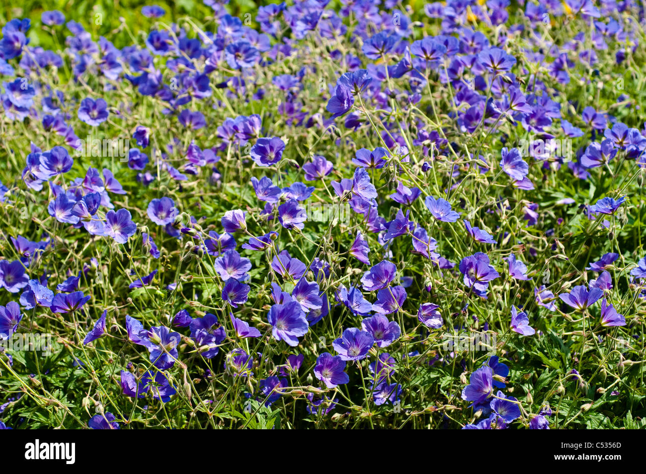Geranium orion hi-res stock photography and images - Alamy