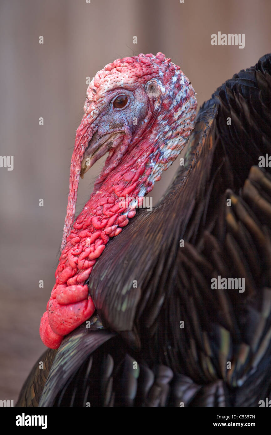 Turkey snood hi-res stock photography and images - Alamy
