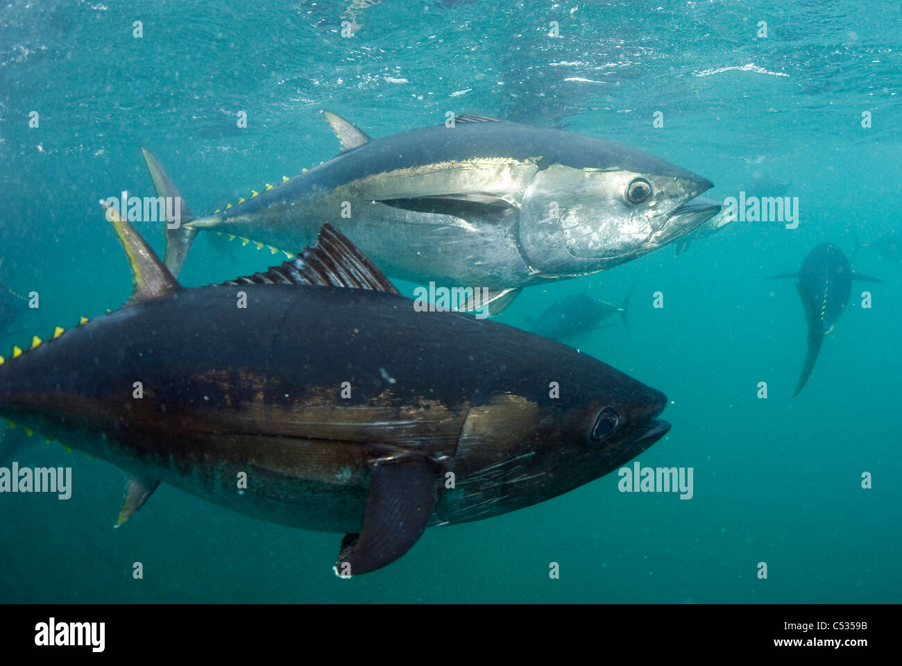 Tuna ranching hi-res stock photography and images - Alamy