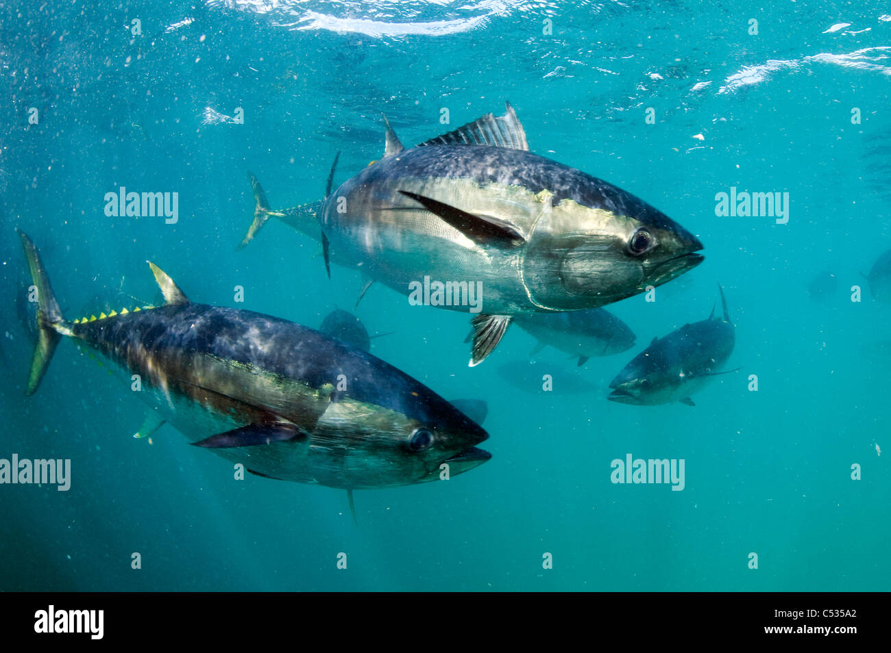 Bluefin tuna hi-res stock photography and images - Alamy