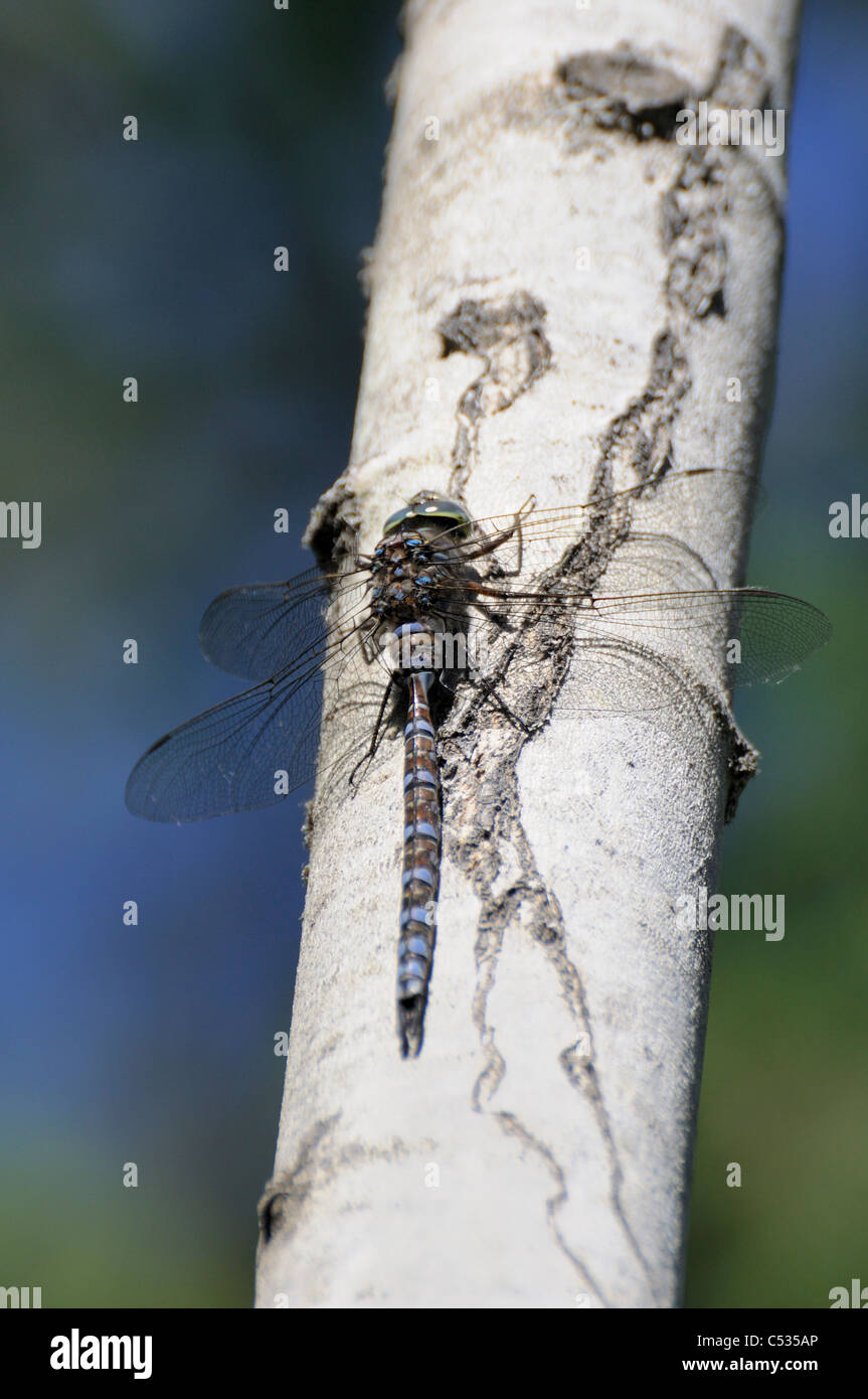Dragonfly sits and suns itself in Meadow Lake Provincial park in ...
