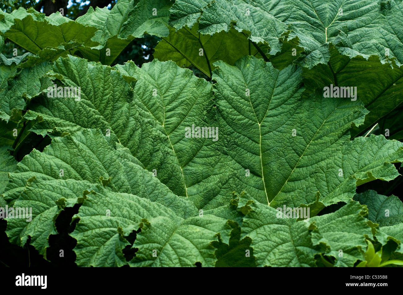 Gunnera manicata - Giant rhubarb Stock Photo - Alamy