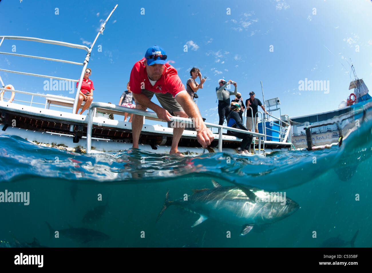 Captive Southern Bluefin Tuna (Thunnus maccoyii) held in a pen in ...