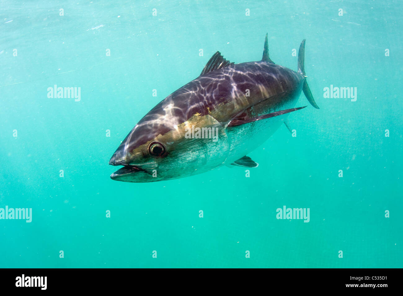 Captive Southern Bluefin Tuna (Thunnus maccoyii) held in a pen in Port ...