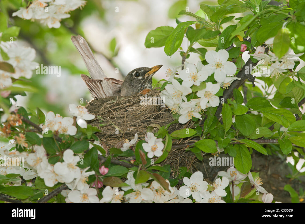 American robin nest hi-res stock photography and images - Alamy