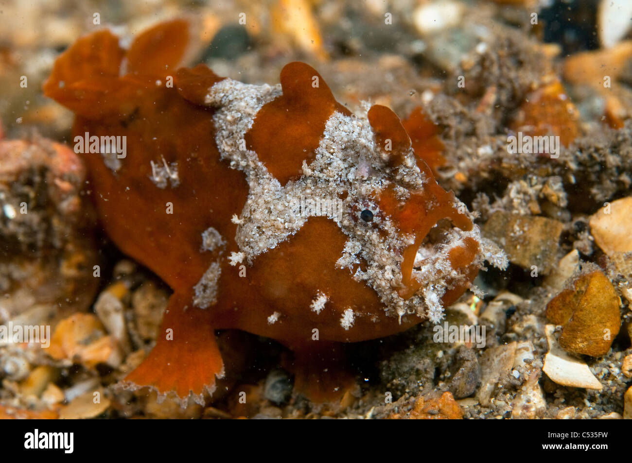 Prickly Anglerfish (Echinophryne crassispina) photographed underneath ...