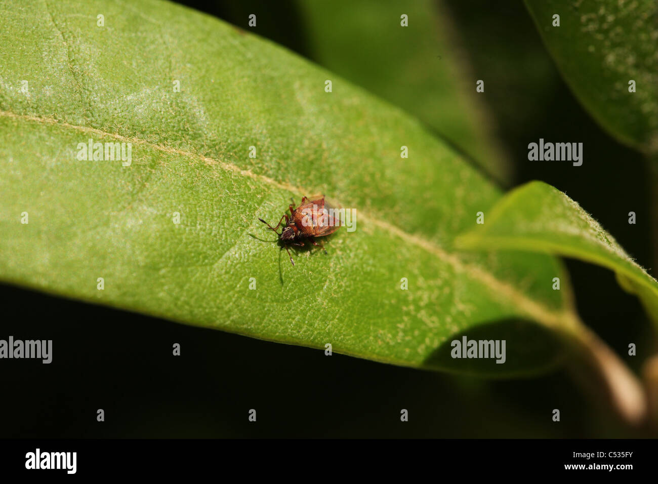 Macro of a Birch Catkin Bug (Kleidocerys resedae) on a rhododendron ...