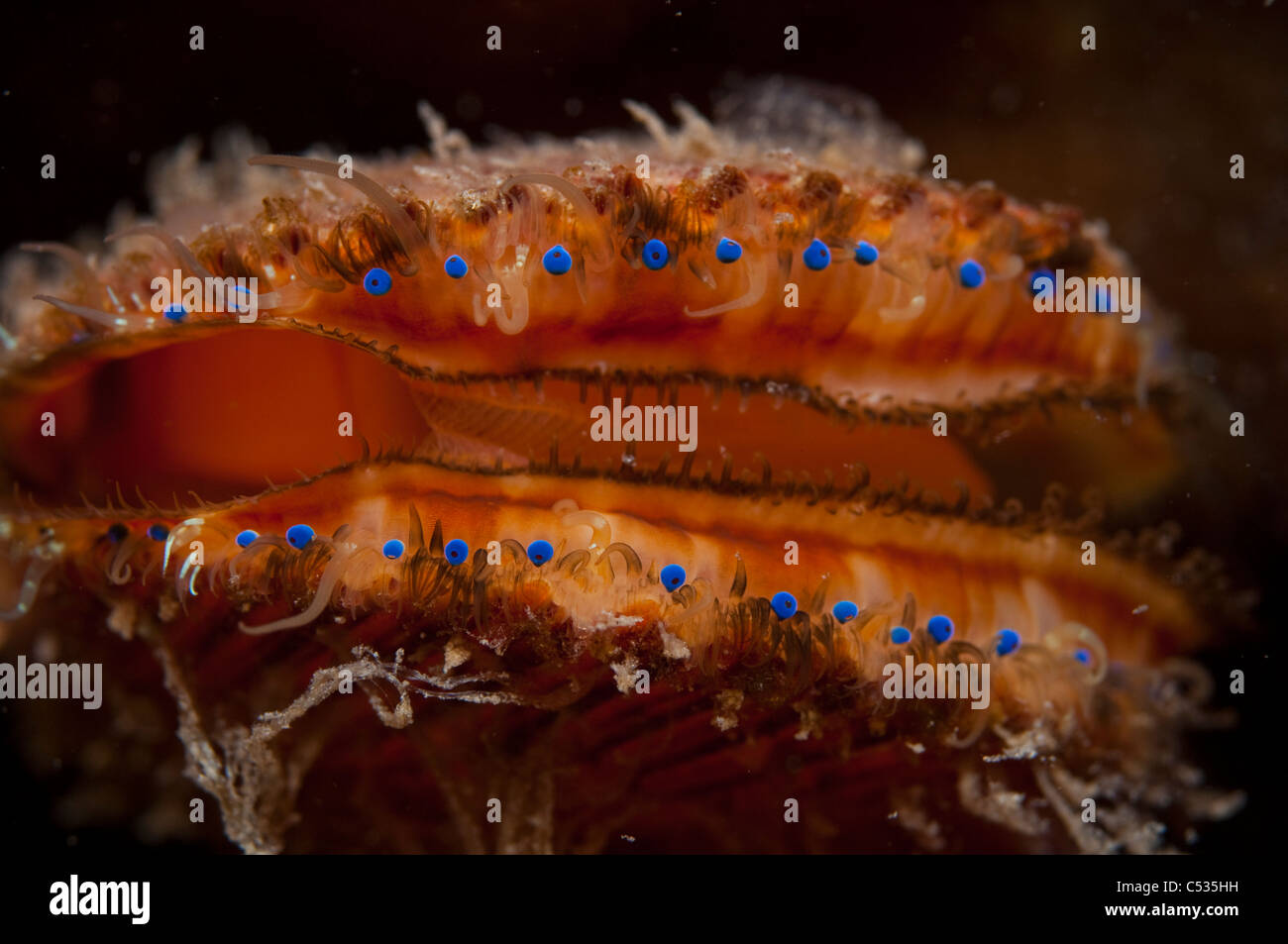 Fan Shell or Doughboy Scallop (Chlamys asperrimus) photographed in ...