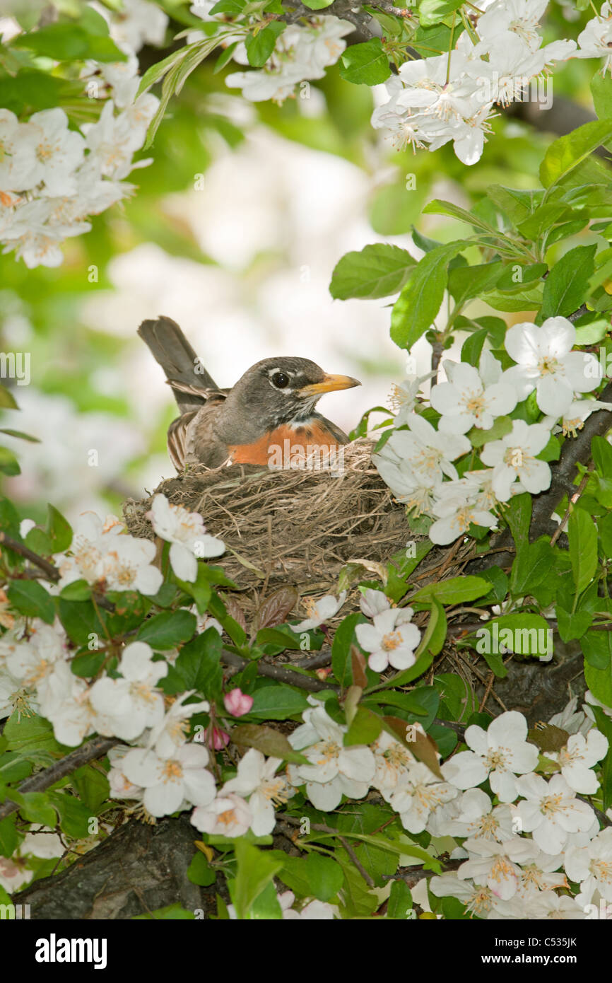American Robin Nest in Apple Tree Stock Photo - Alamy