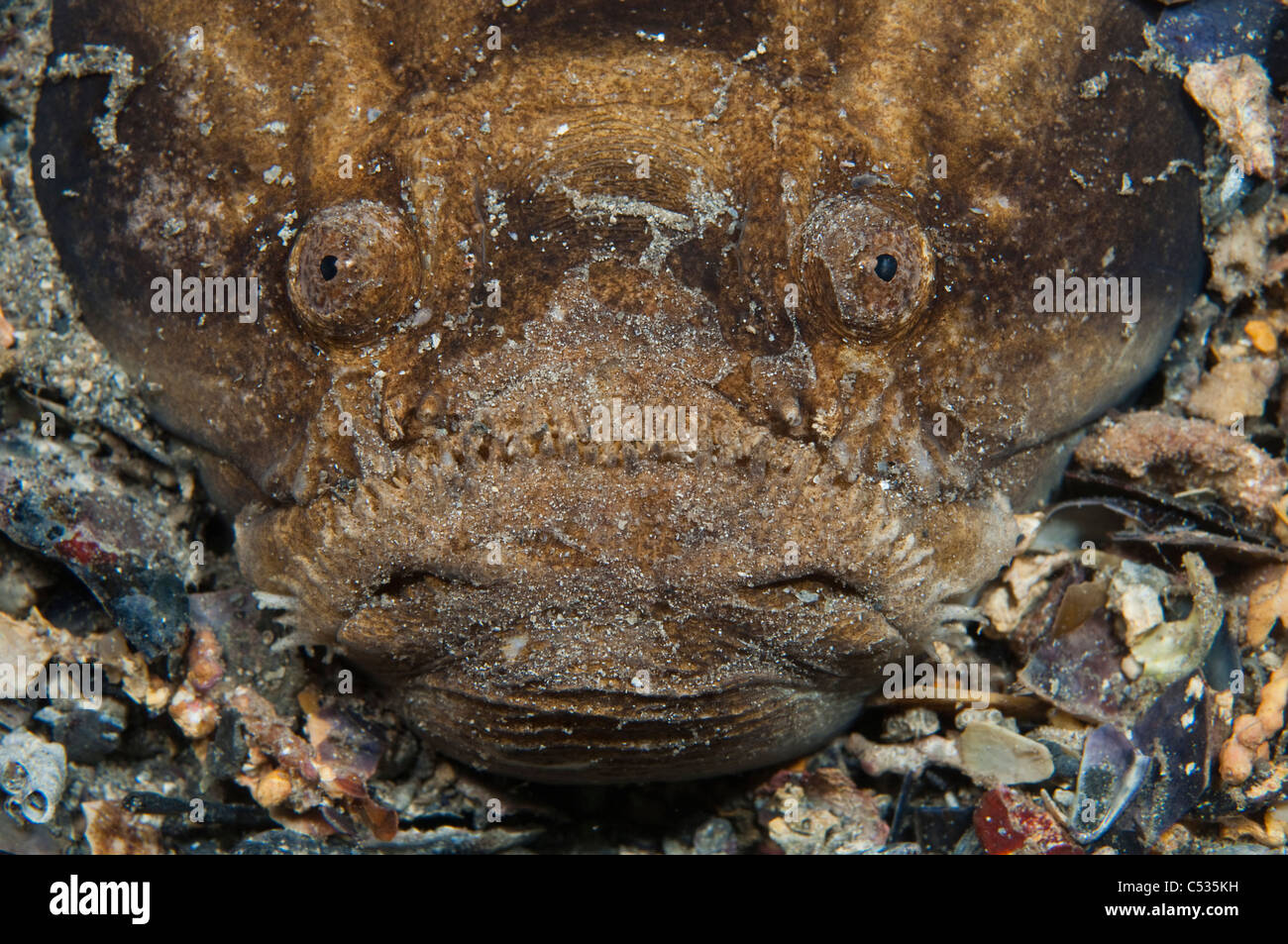 An Eastern Stargazer (Kathetostoma laeve) lies buried in the ocean ...