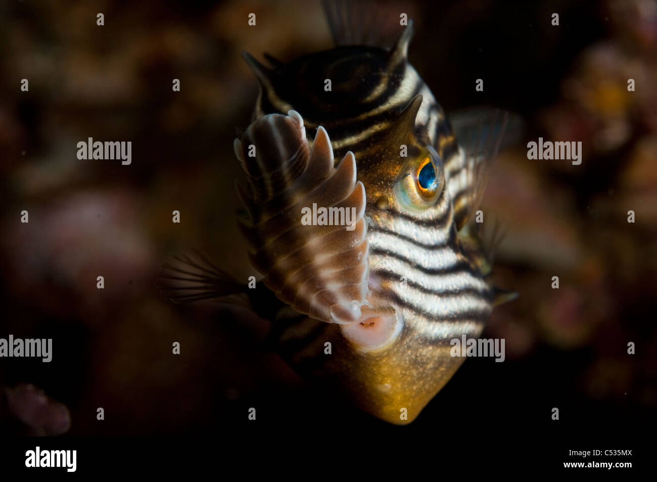 Parasitic isopod hi-res stock photography and images - Alamy