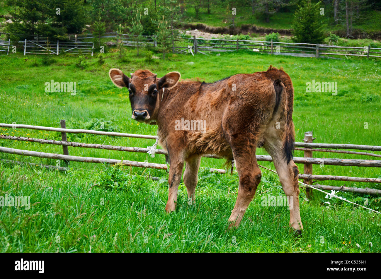 Brown young calf in green mountain meadow Stock Photo - Alamy
