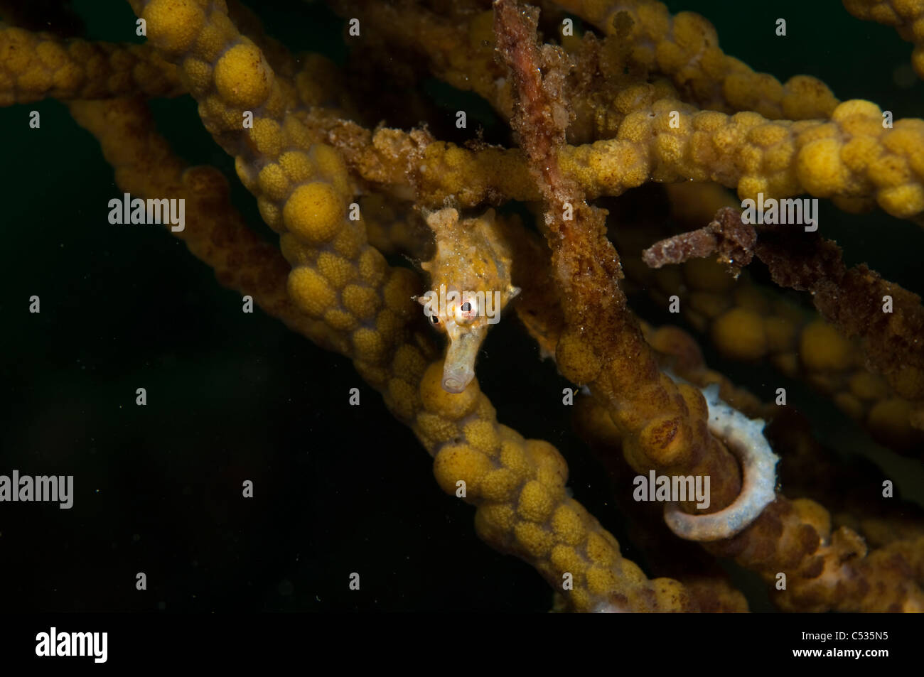 Short-headed Seahorse (Hippocampus breviceps) photographed underneath ...