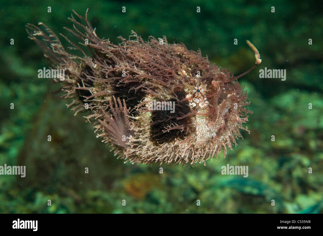 Tassled angler hi-res stock photography and images - Alamy