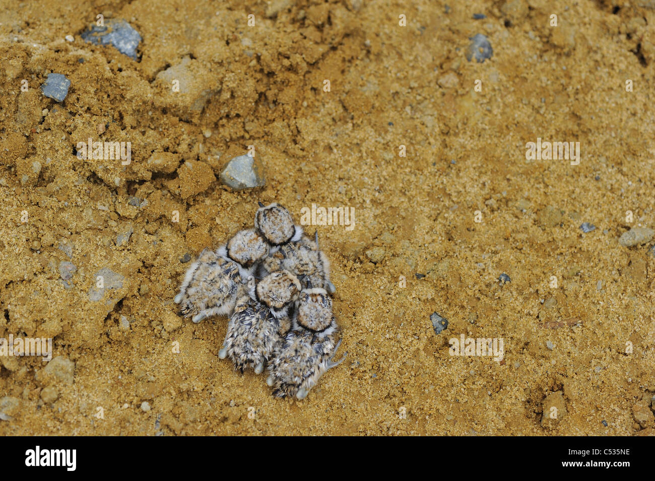 Little ringed plover (Charadrius dubius) four one day old chicks laying ...
