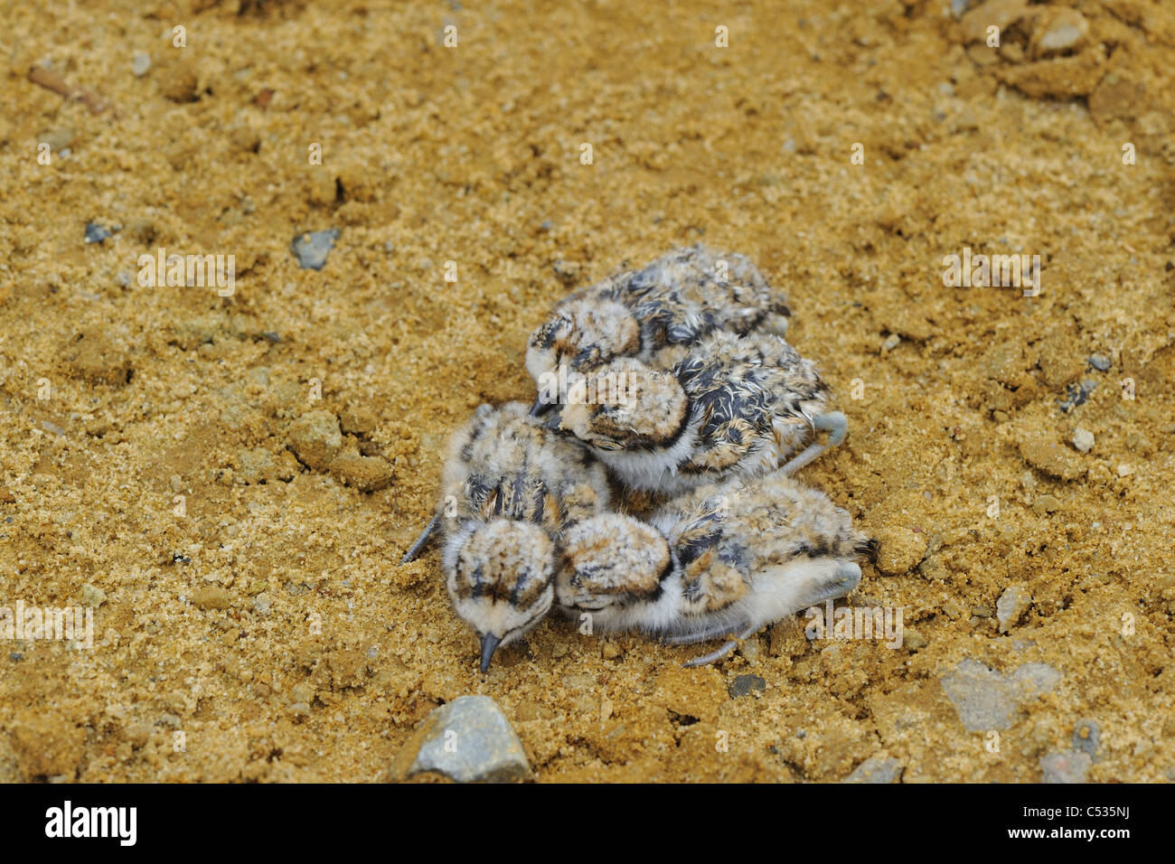 Little ringed plover (Charadrius dubius) four one day old chicks laying ...