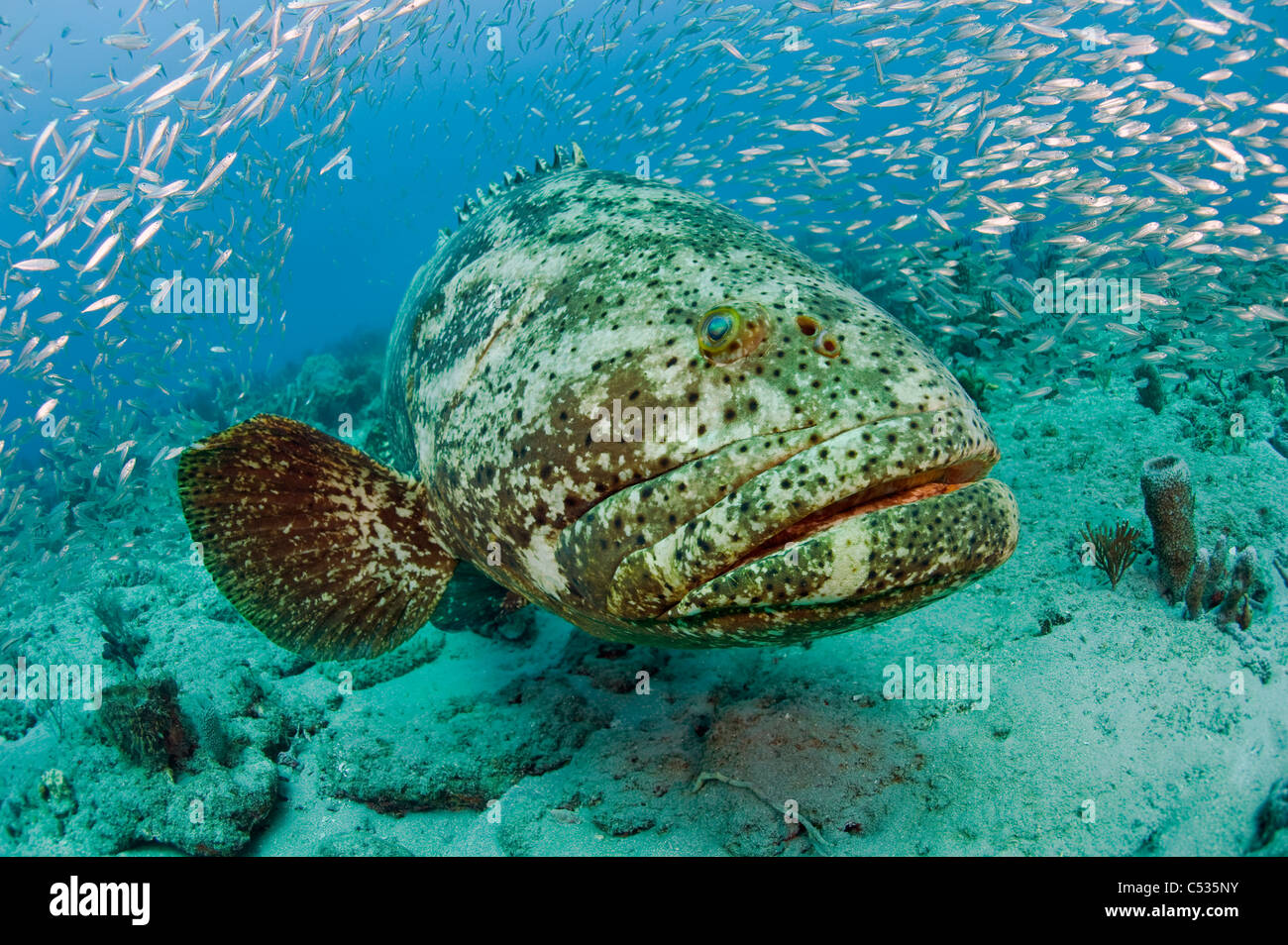 Goliath Grouper (Epinephelus itajara) surrounded by baitfish in Palm ...