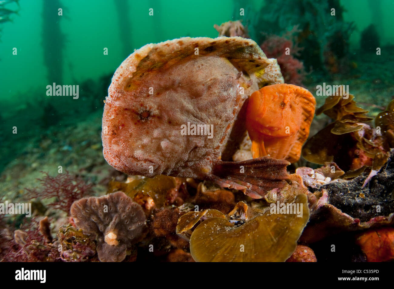 A pair of Warty Prowfish (Aetapcus maculatus) rests underneath the ...