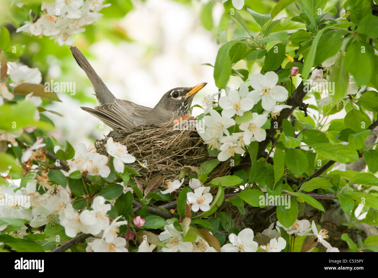 Robin Nest In Tree