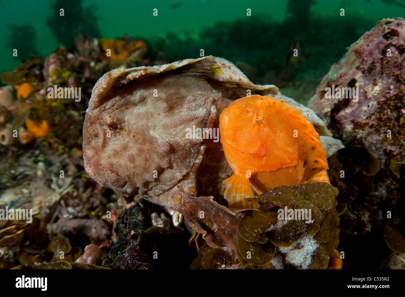 A pair of Warty Prowfish (Aetapcus maculatus) rests underneath the ...