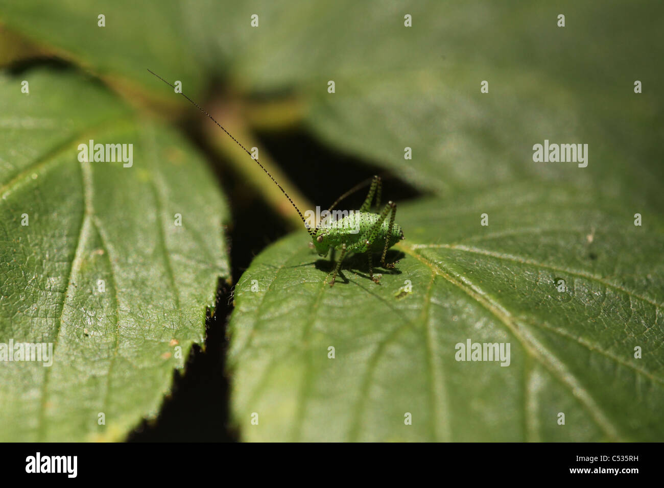Speckled Bush-Cricket nymph (Leptophyes punctatissima) on a bramble ...