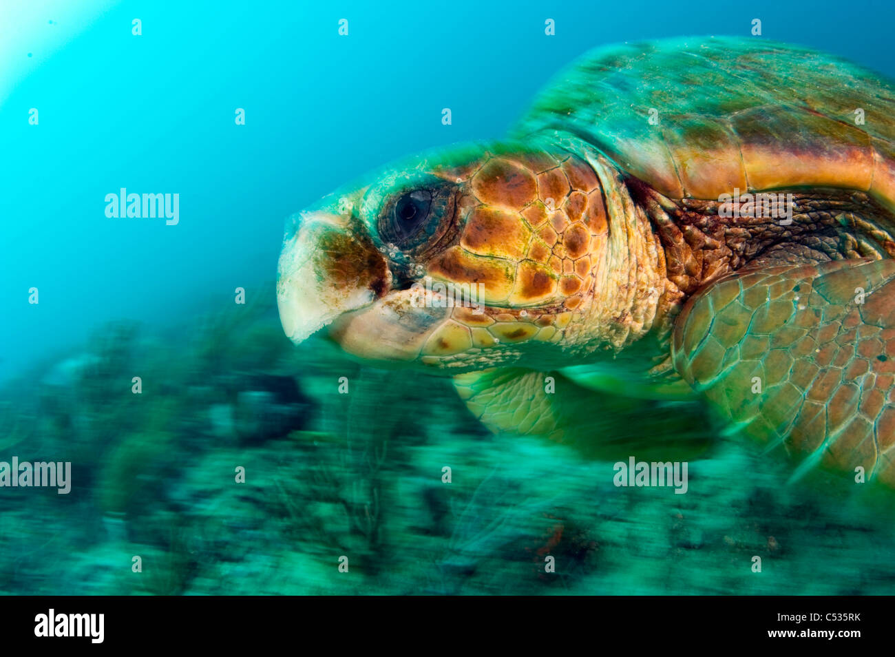 Endangered Loggerhead Sea Turtle (Caretta caretta) underwater in Palm ...