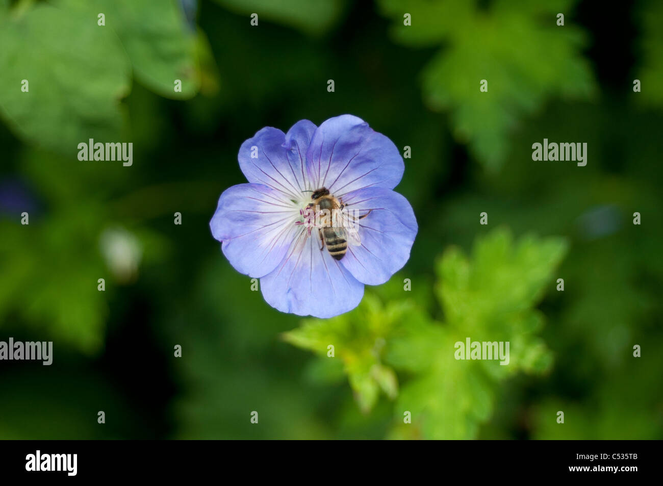 Bee in a geranium flower Stock Photo - Alamy