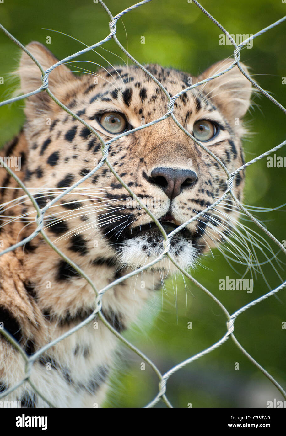 Leopard at the fence hi-res stock photography and images - Alamy
