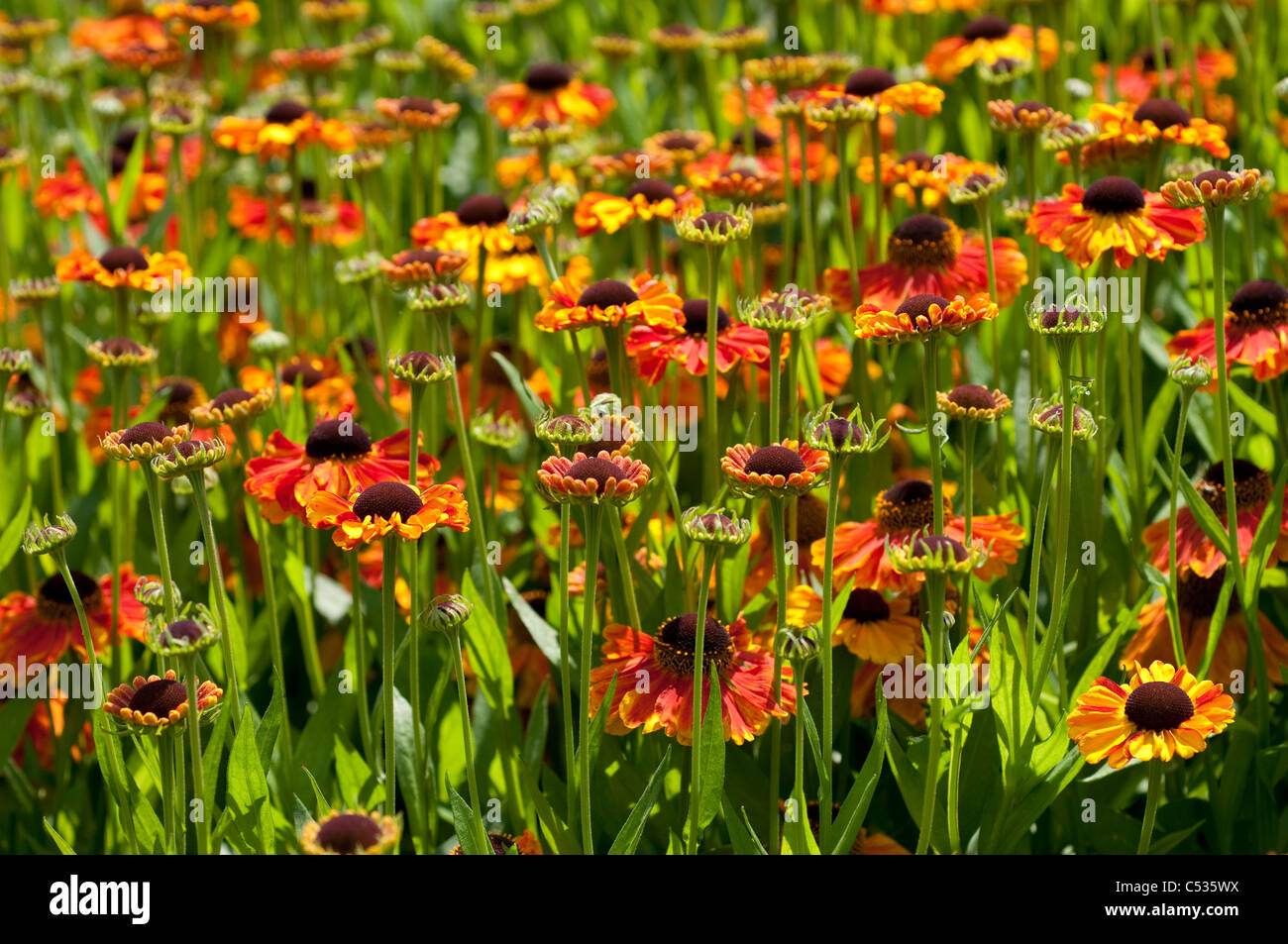 Helenium ''Sahin's Early Flowerer' Stock Photo - Alamy