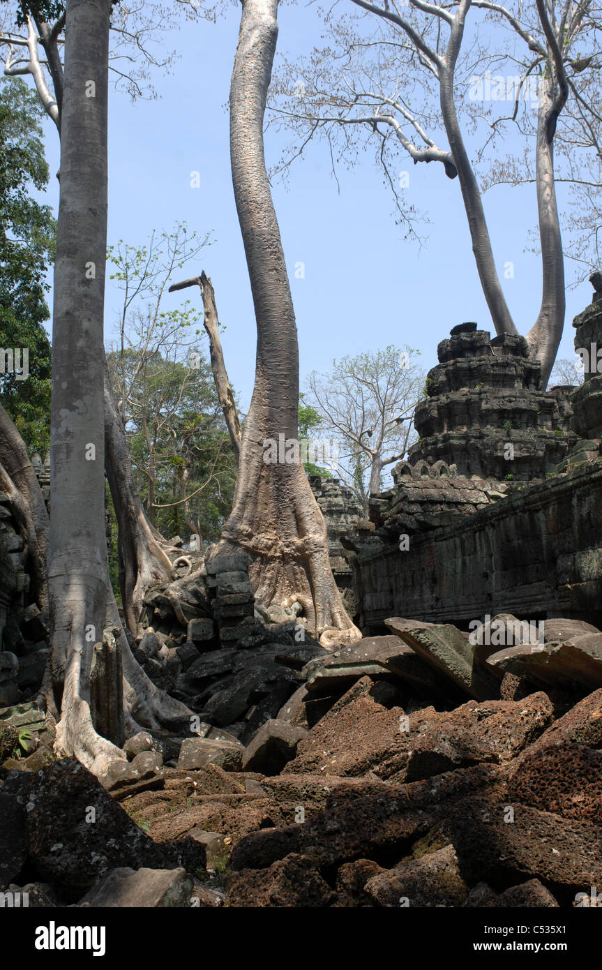 Ta Prohm Angkor Wat Angkor Cambodia Stock Photo - Alamy