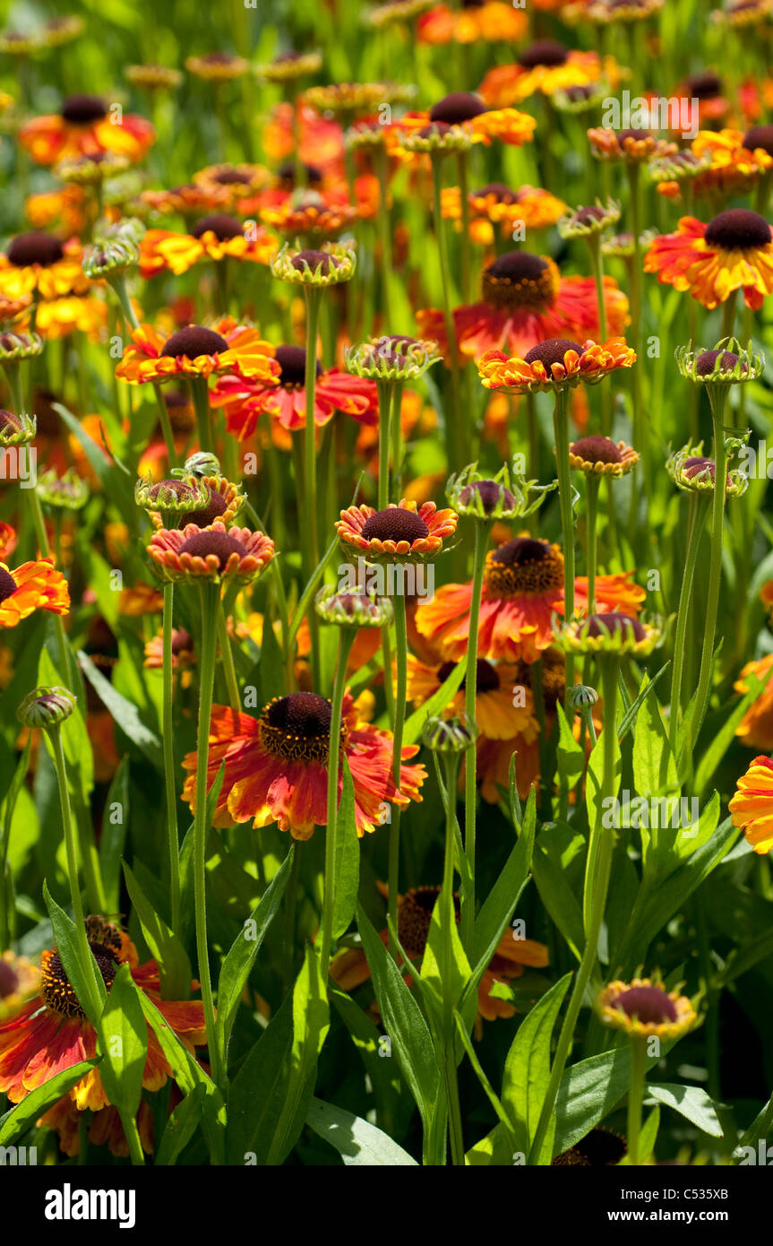Helenium ''Sahin's Early Flowerer' Stock Photo - Alamy