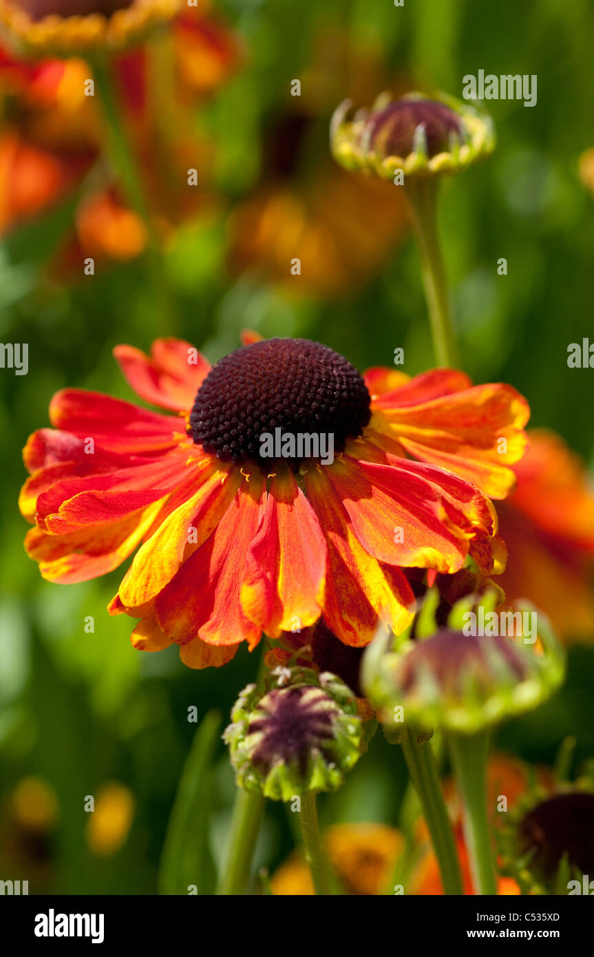 Helenium 'Sahin's Early Flowerer' Stock Photo - Alamy