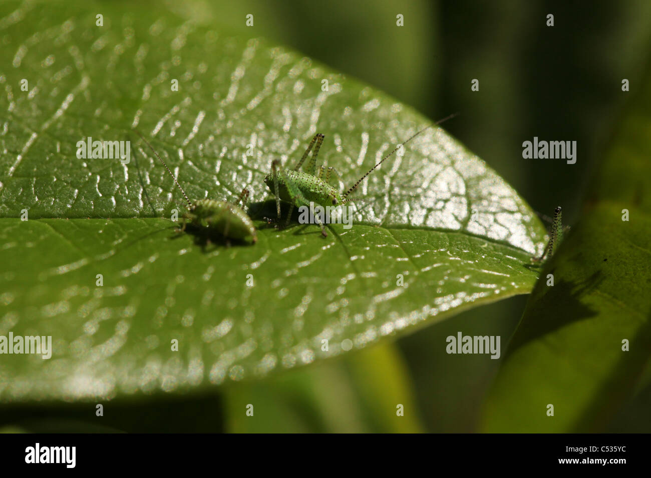Speckled Bush-Cricket nymphs (Leptophyes punctatissima) on rhododendron ...