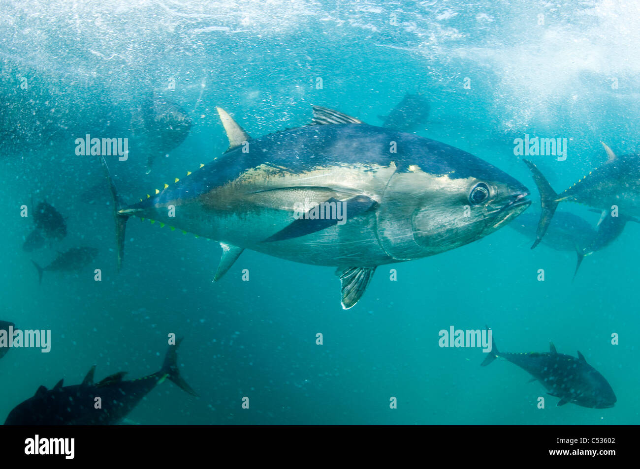 Tuna hi-res stock photography and images - Alamy