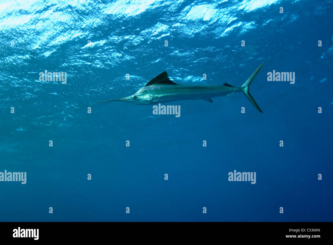 Atlantic Sailfish (Istiophorus albicans) swimming below the surface ...