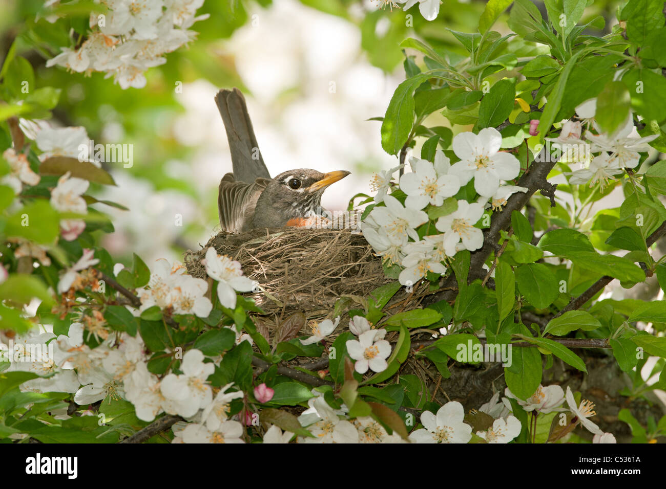 Apple in nest hi-res stock photography and images - Alamy