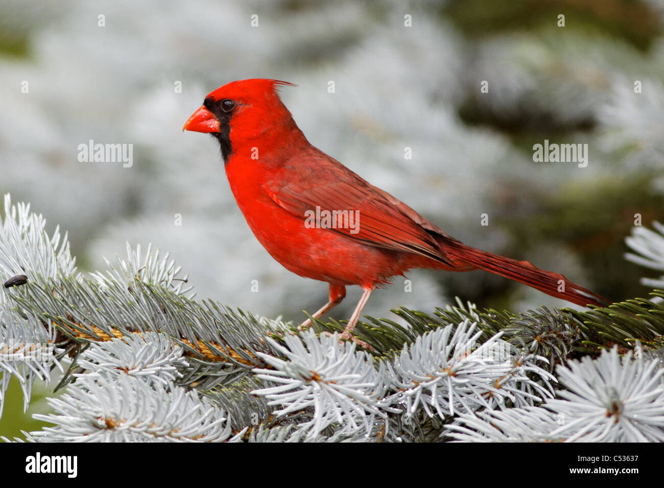 Northern Cardinal (Cardinalis cardinalis Stock Photo - Alamy