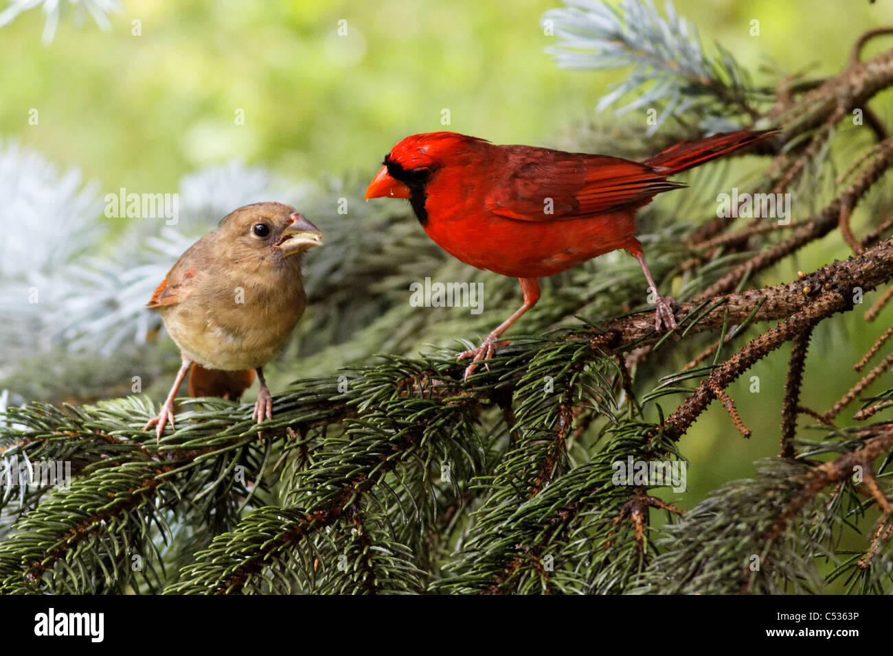Northern Cardinals (male and juvenile) (Cardinalis cardinalis Stock ...