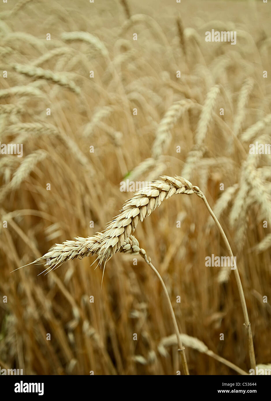 Grain classes hi-res stock photography and images - Alamy