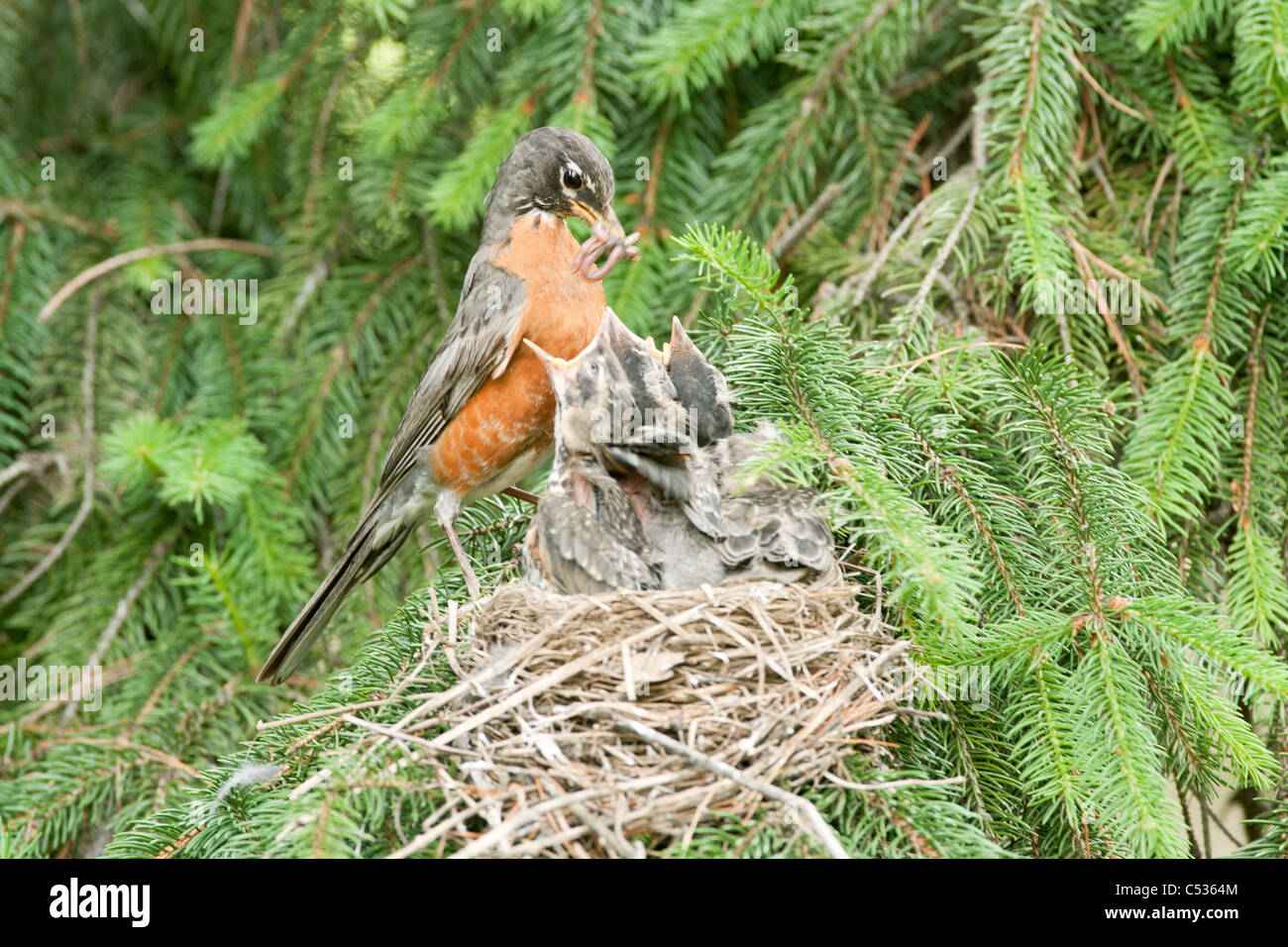 American Robin at Nest Stock Photo - Alamy