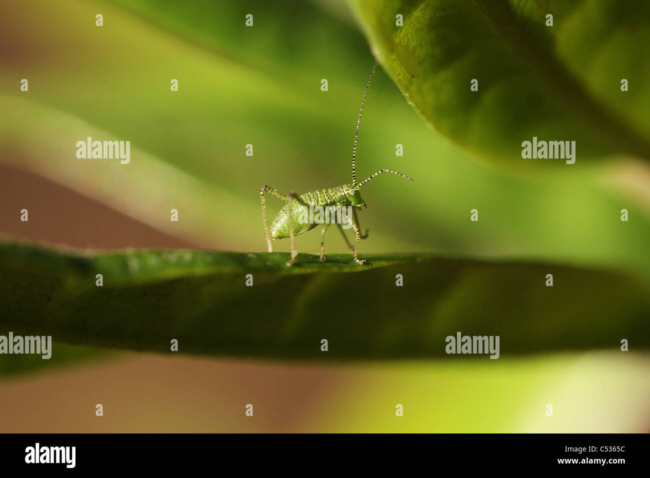 Speckled Bush-Cricket nymph (Leptophyes punctatissima) on rhododendron ...