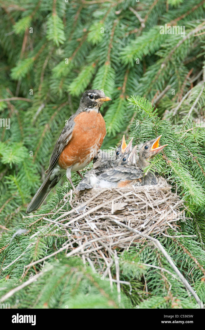 American Robin at Nest Stock Photo - Alamy