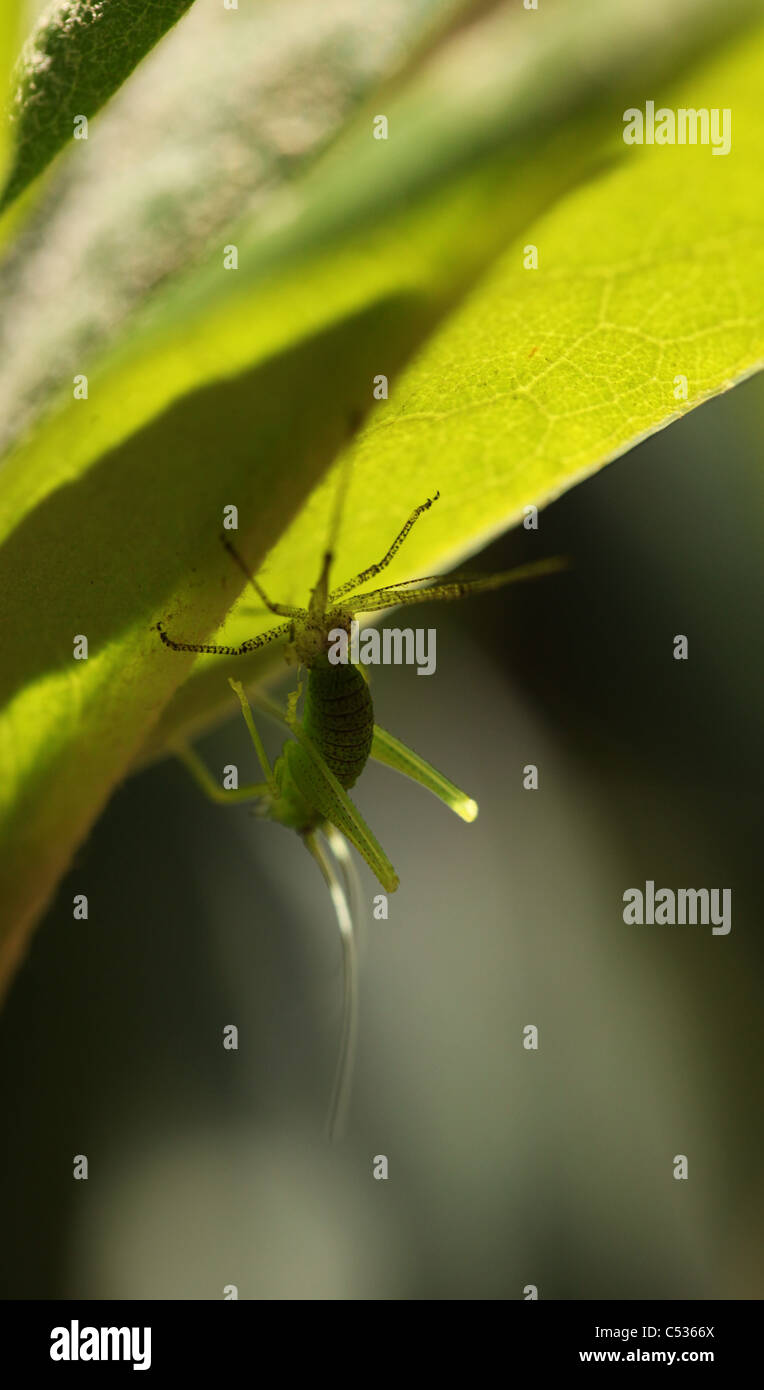 Speckled Bush-Cricket nymph (Leptophyes punctatissima) on rhododendron ...