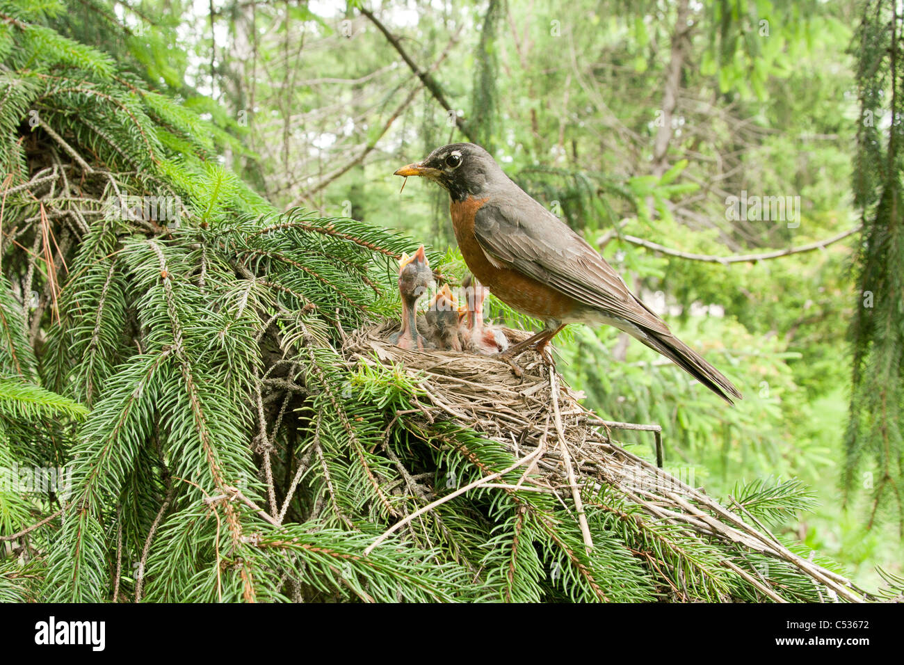 American Robin at Nest Stock Photo - Alamy