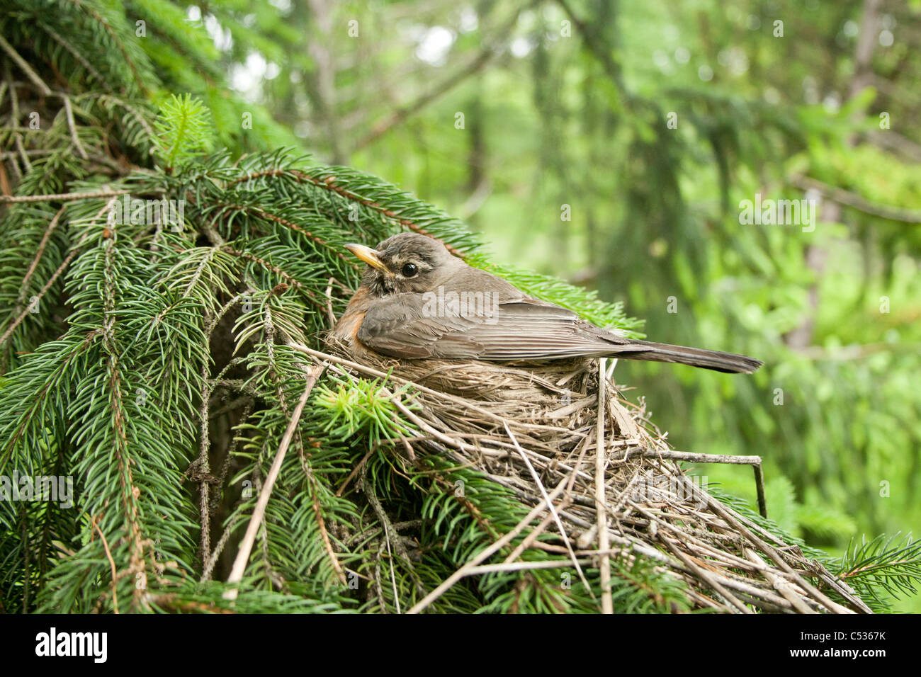 American robin female nest hi-res stock photography and images - Alamy