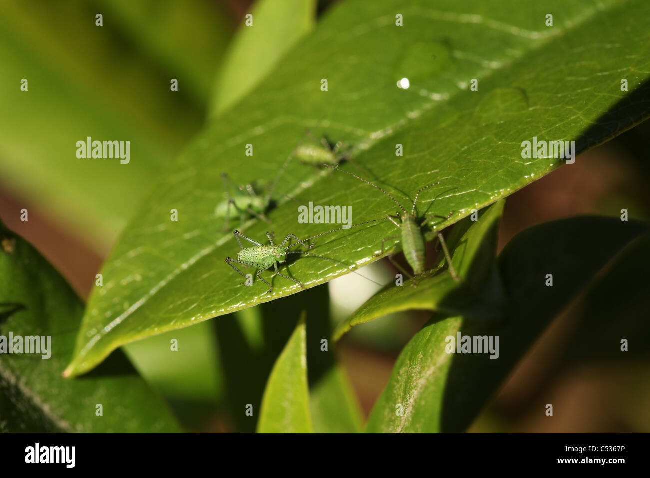 Speckled Bush-Cricket nymphs (Leptophyes punctatissima) on rhododendron ...