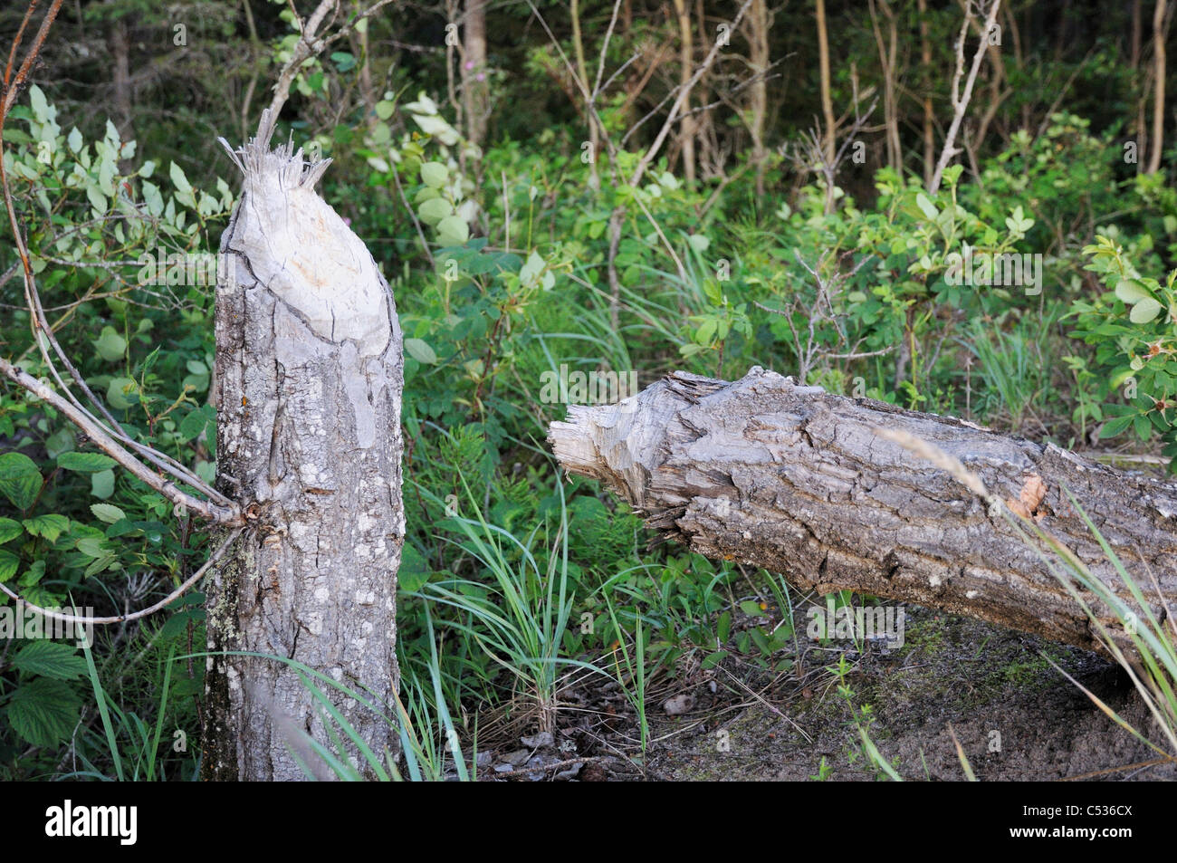 A tree cut down by a beaver in Meadow Lake Provincial Park ...