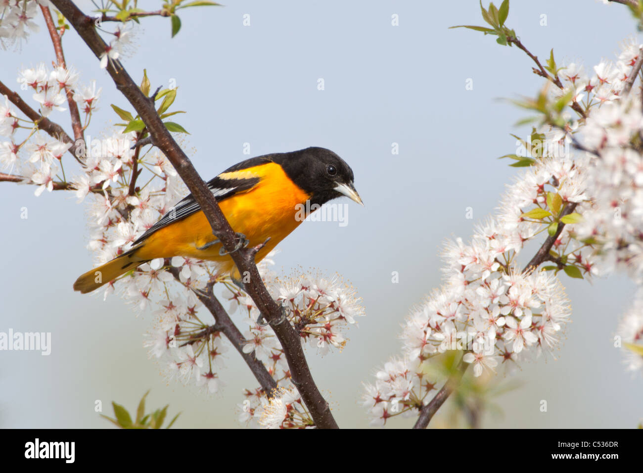 Baltimore Oriole in Cherry Tree Stock Photo - Alamy