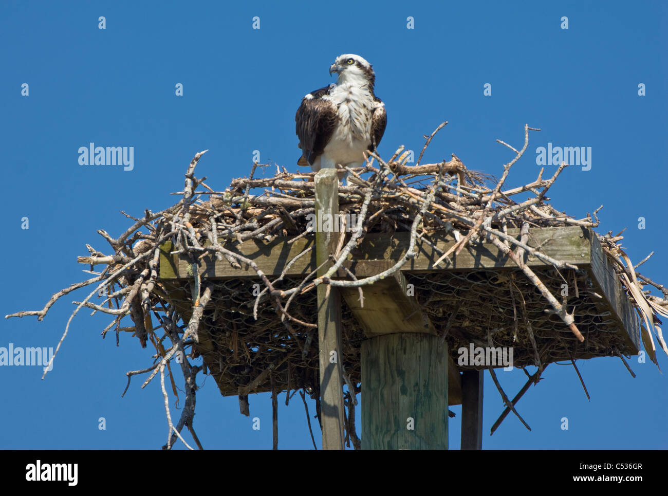 Osprey bird in nest on man made structure Stock Photo - Alamy