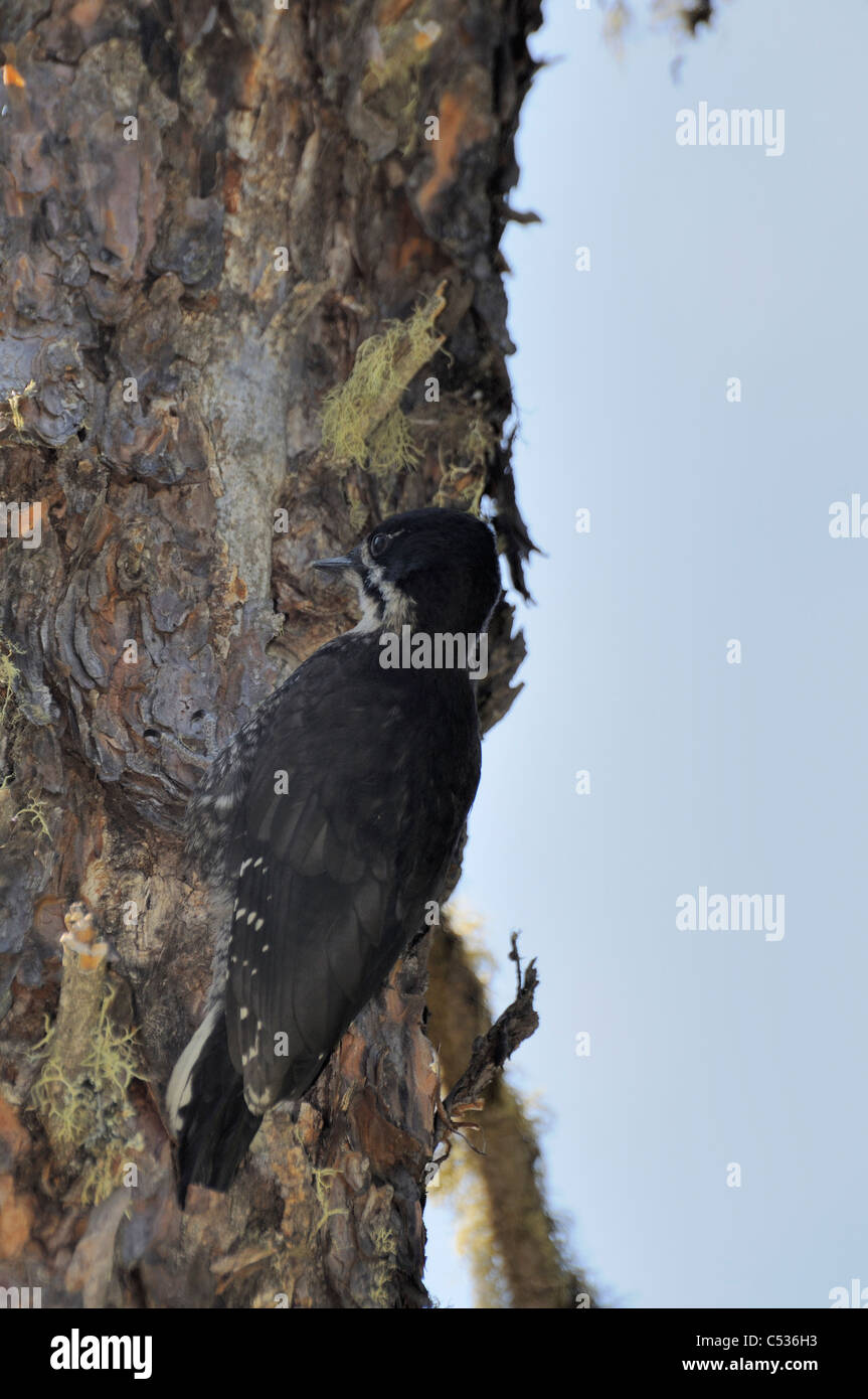 Black-Backed woodpecker foraging for grubs in a pine tree in Meadow ...